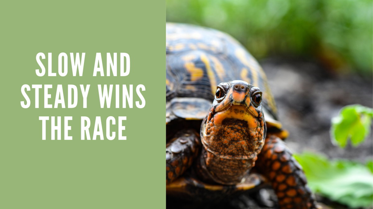 The power of going slow when writing (and in life) – S. R. Crawford